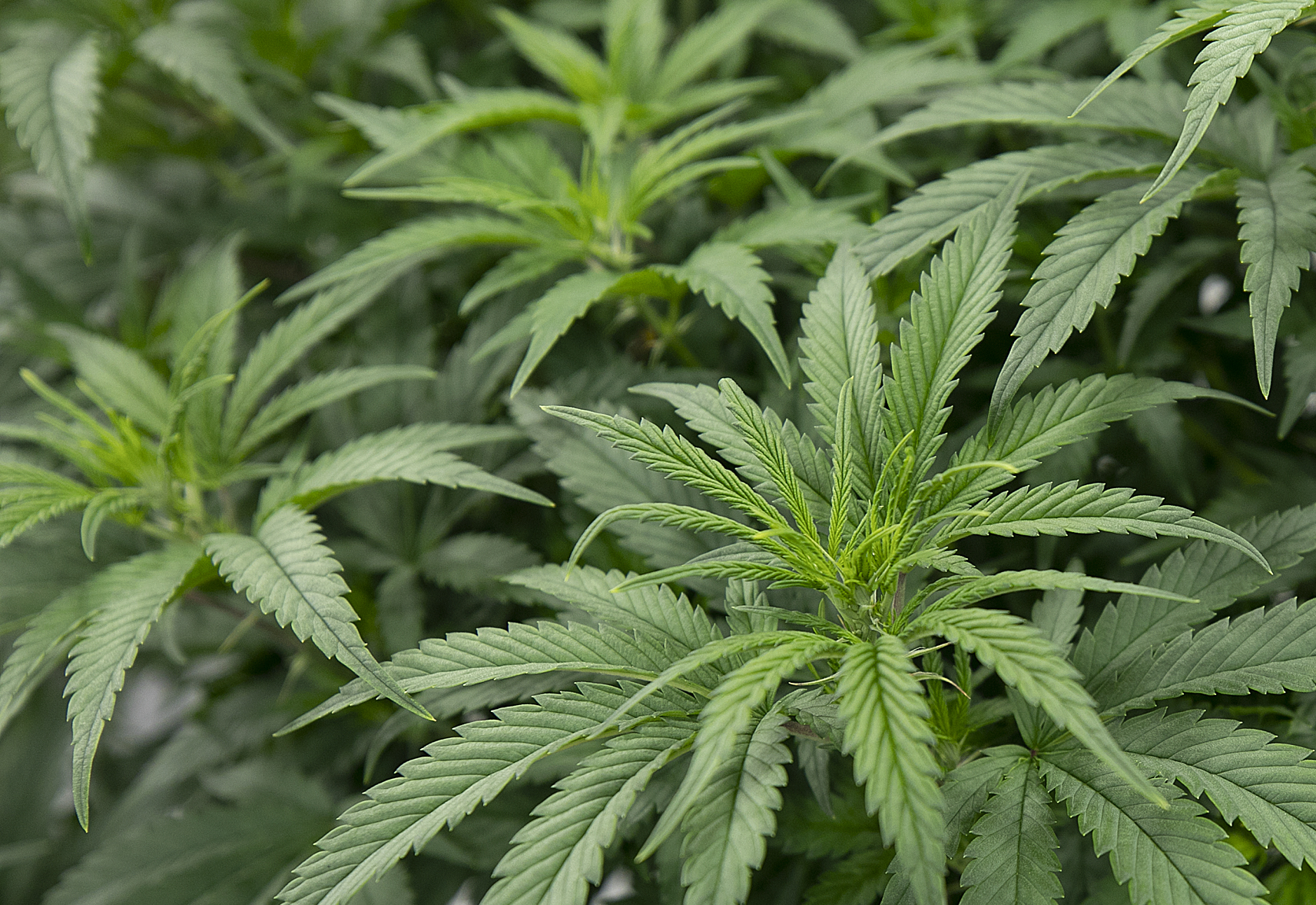 CT hires new ombudsman, first cannabis patient advocate in state