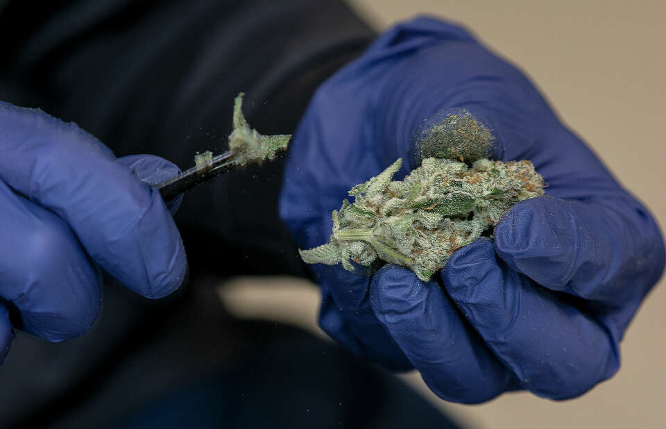 A look inside Connecticut's first cannabis 'micro-cultivator'