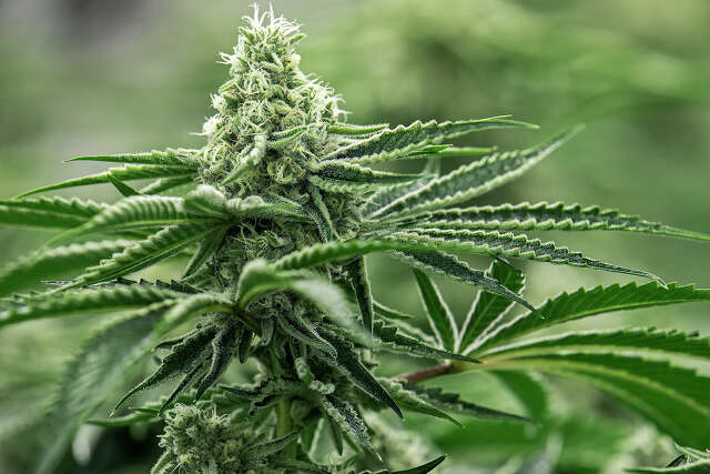 New chief cannabis regulator appointed in Connecticut