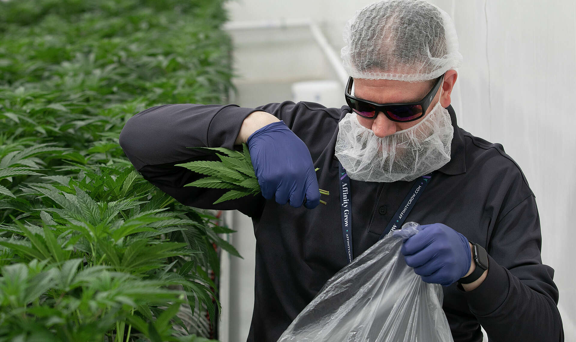 A look inside Connecticut's first cannabis 'micro-cultivator'