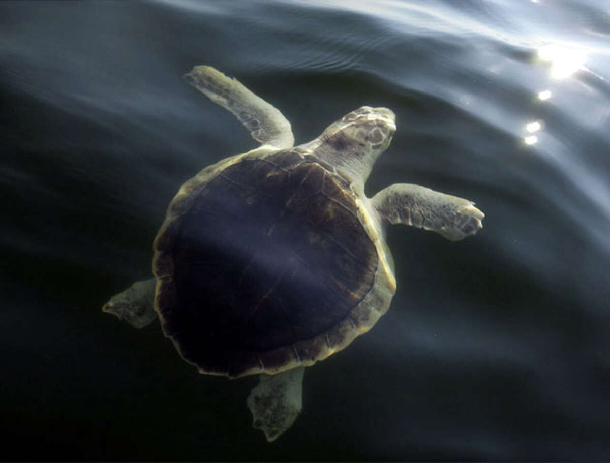 Kemps ridley turtles making comeback