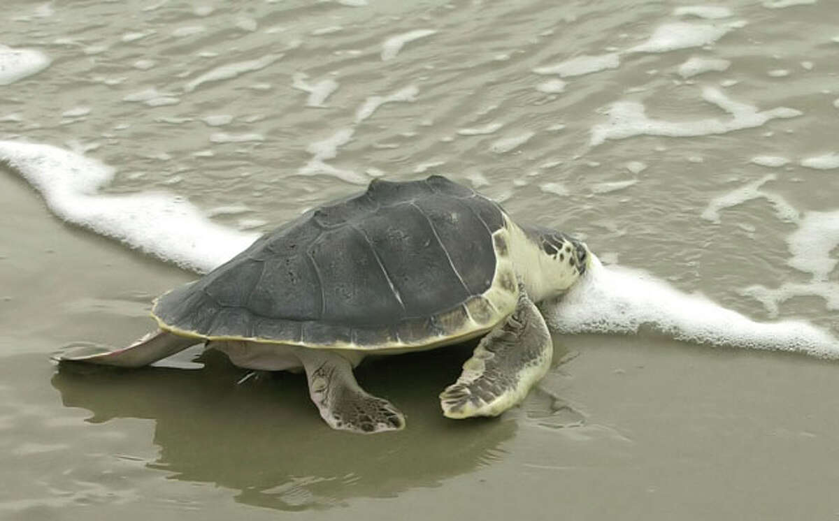 Kemps ridley turtles making comeback