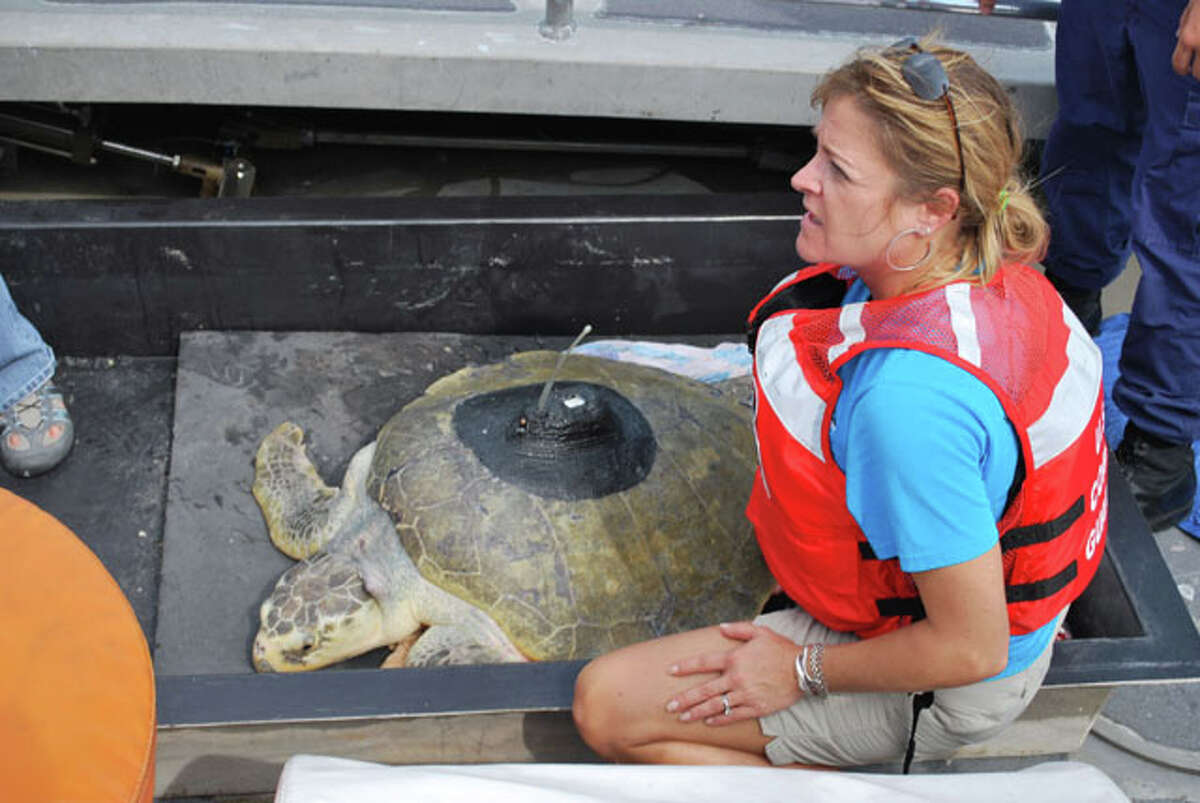 Kemps ridley turtles making comeback