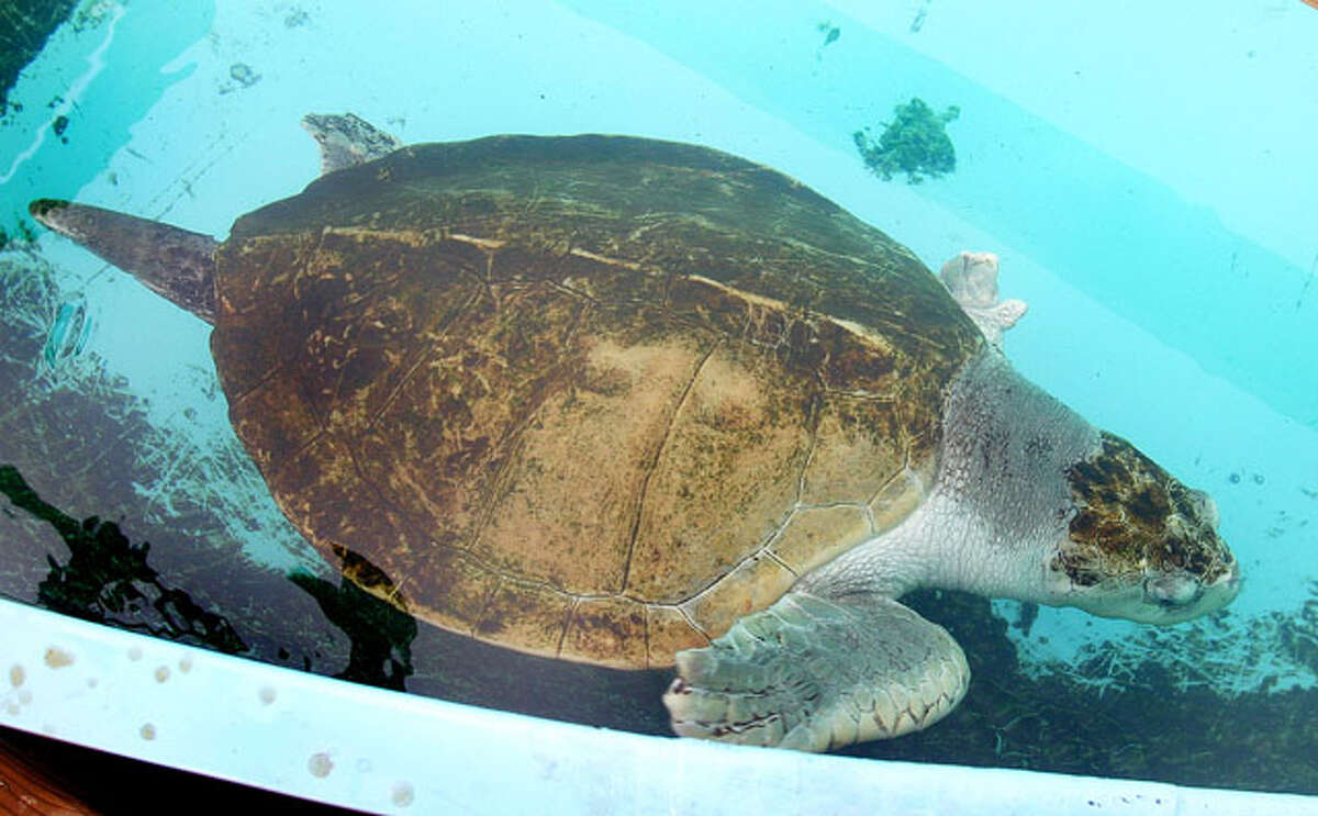 Kemps ridley turtles making comeback