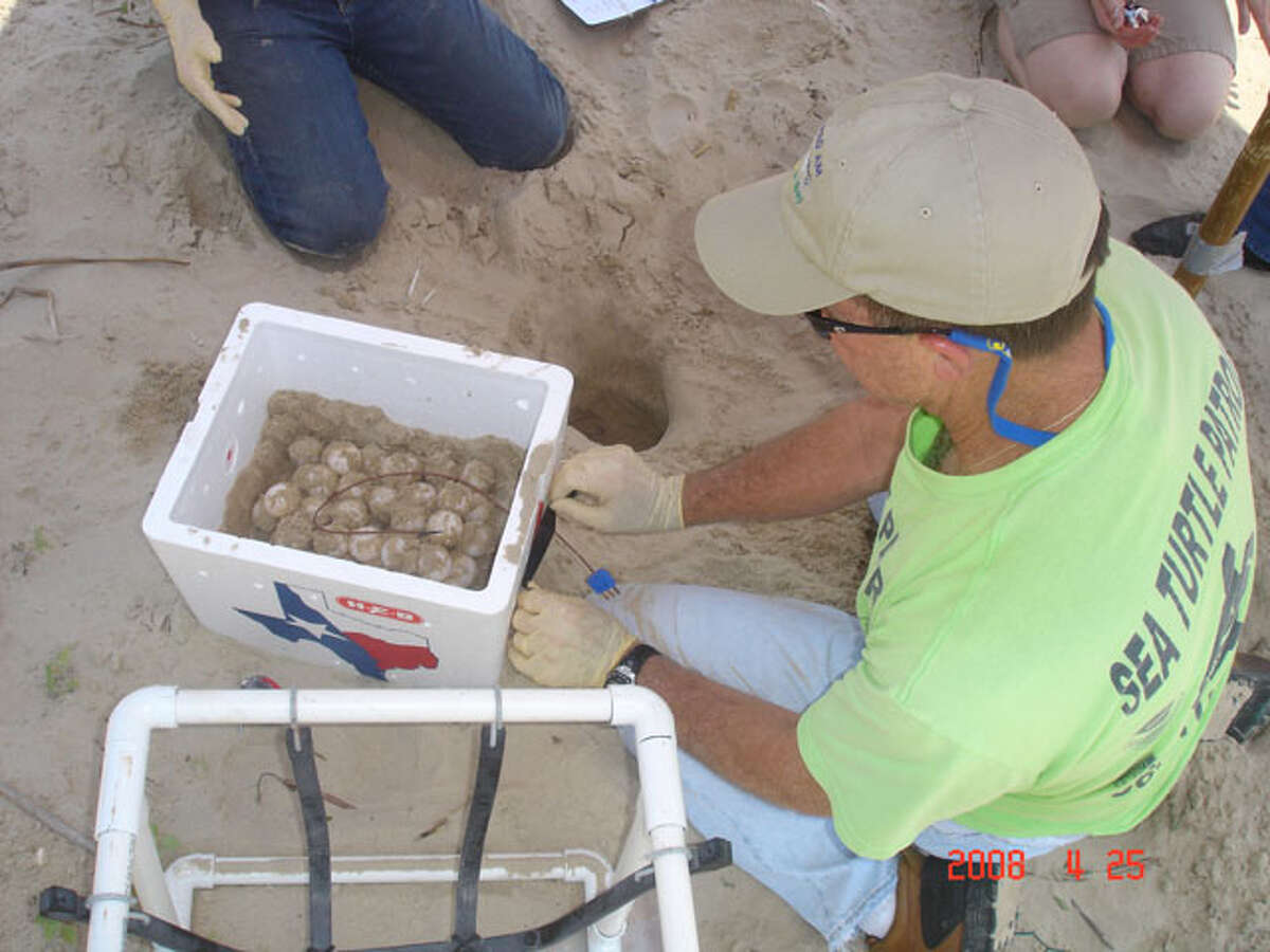 Kemps ridley turtles making comeback