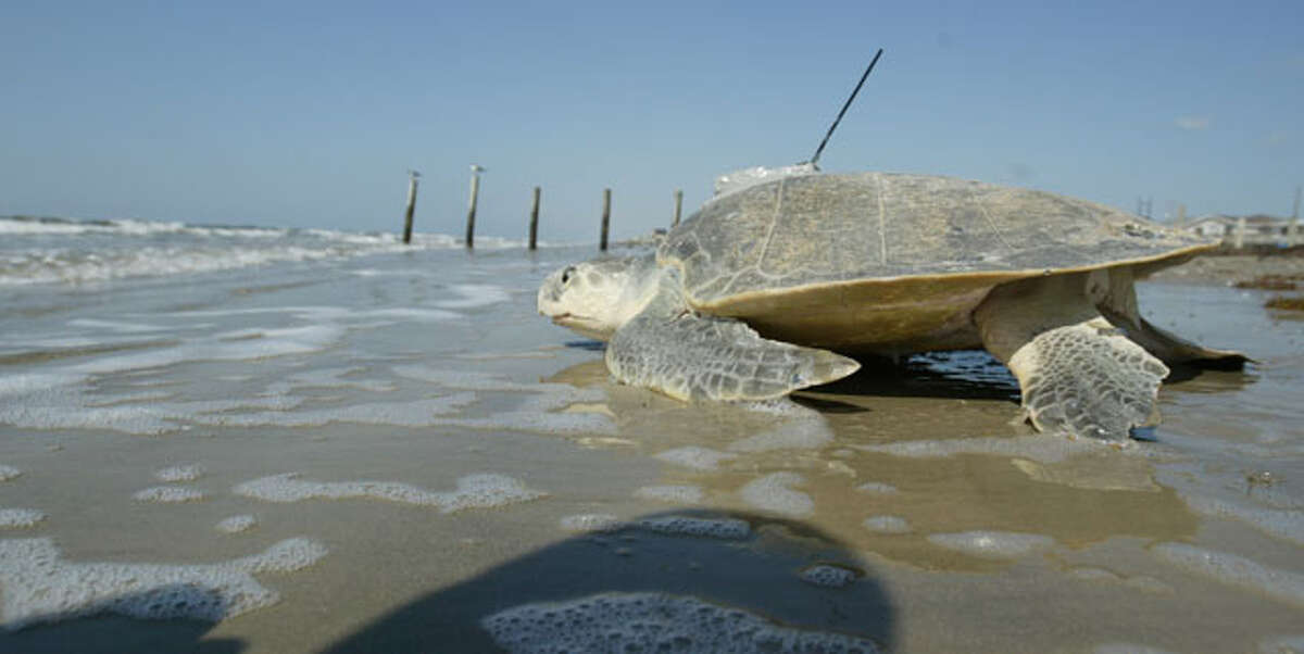 Kemps ridley turtles making comeback