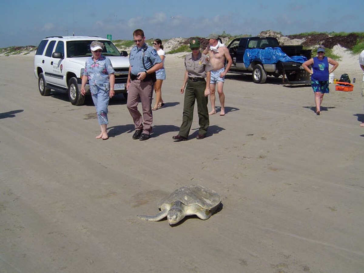 Kemps ridley turtles making comeback
