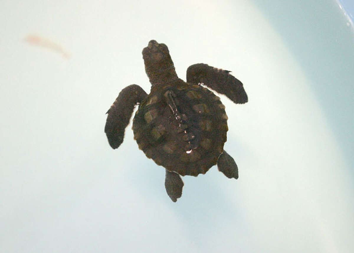 Kemps ridley turtles making comeback