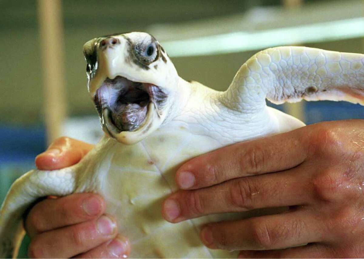 Kemps ridley turtles making comeback