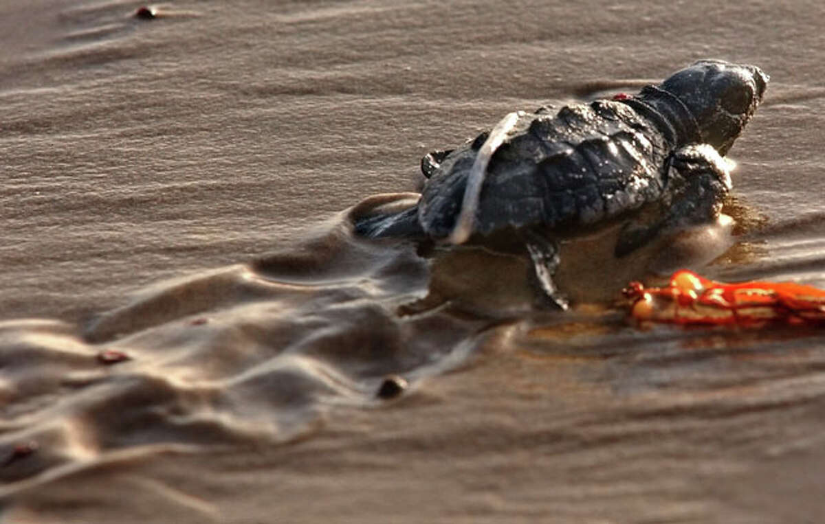 Kemps ridley turtles making comeback