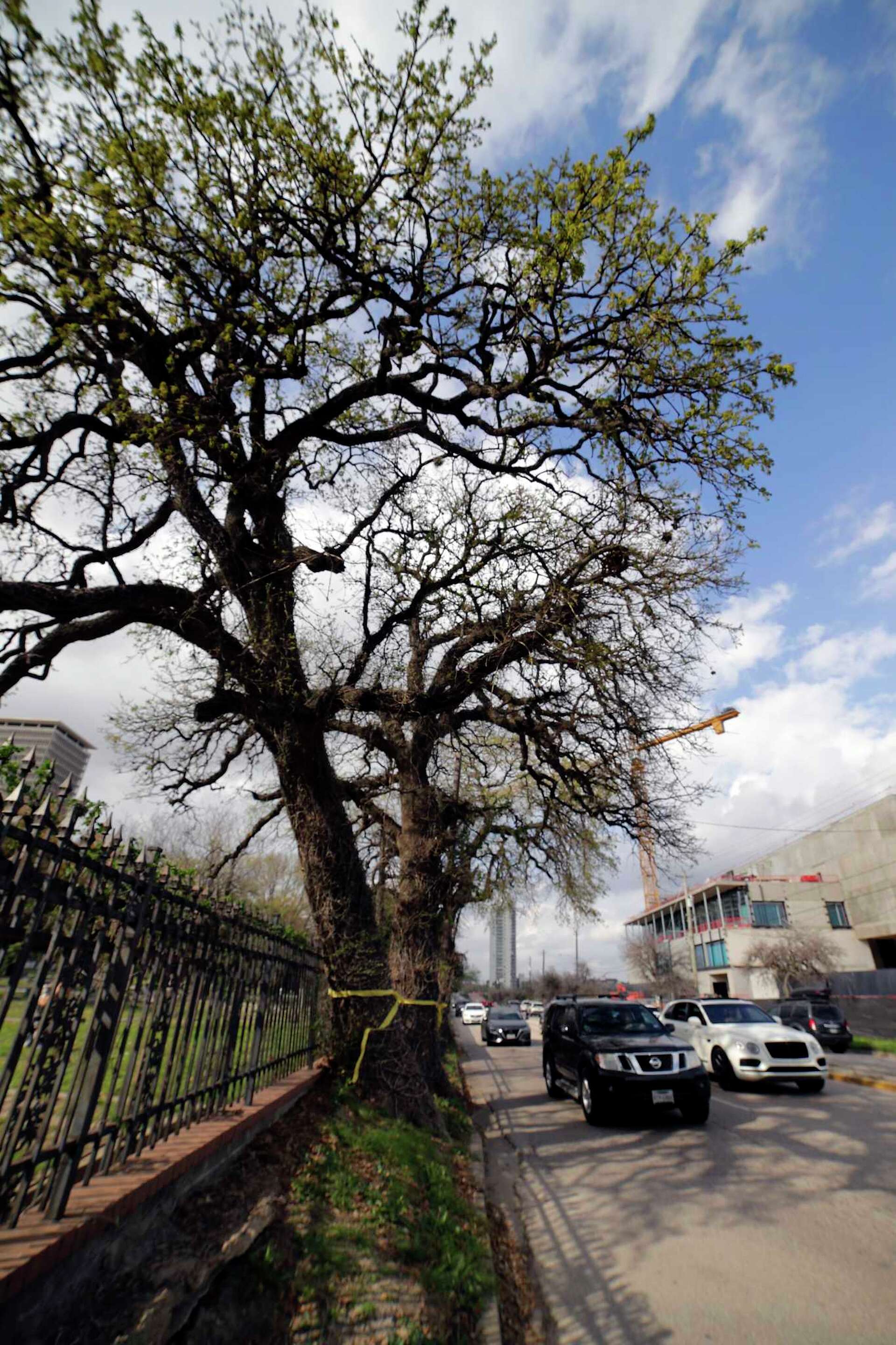 ‘Three Sisters,’ iconic Montrose oak trees, given historic designation