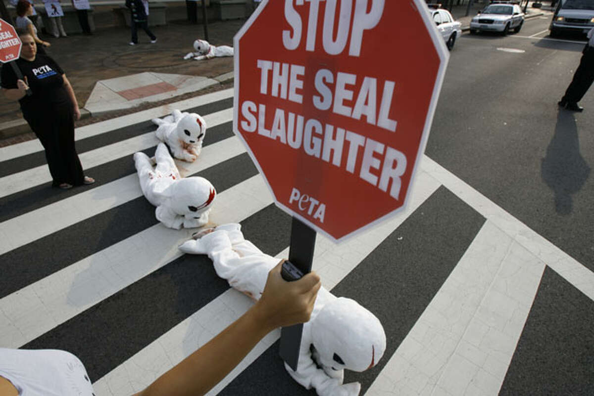 How PETA protests animal cruelty