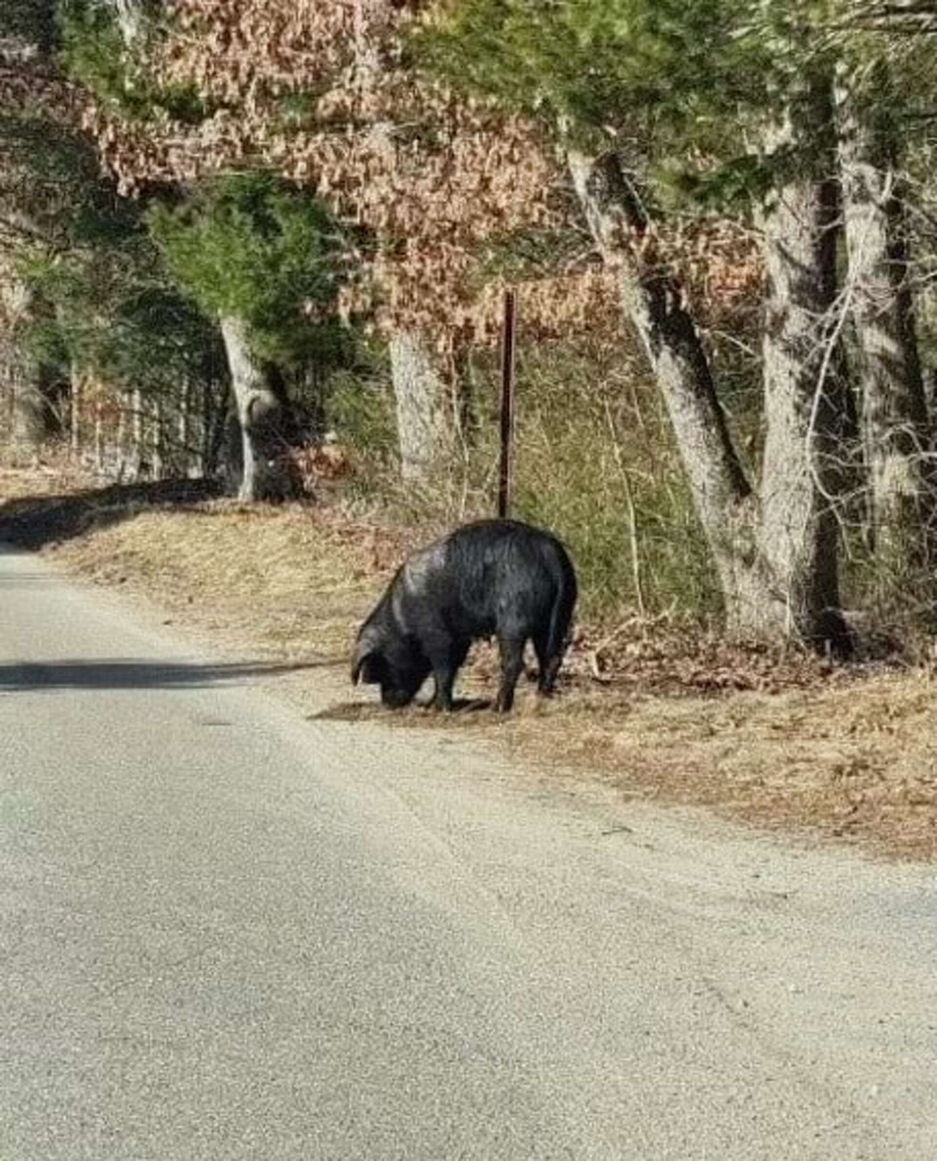 Roaming hogs, cattle the subject of a property damage suit in Sterling