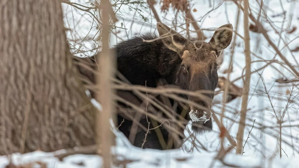 Windsor Locks residents upset with CT officials for euthanizing moose