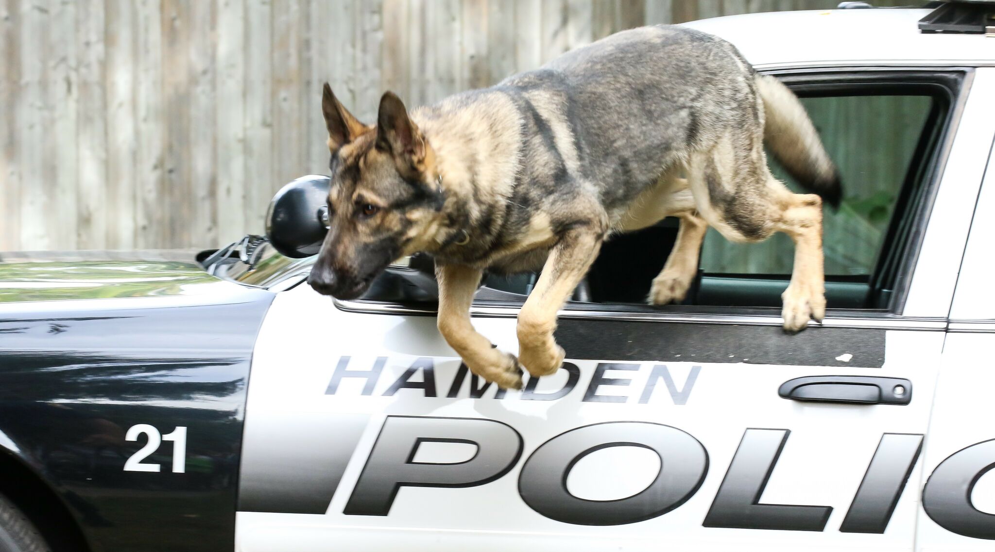 Hamden K-9 had 'superpower' for catching criminals, partner says