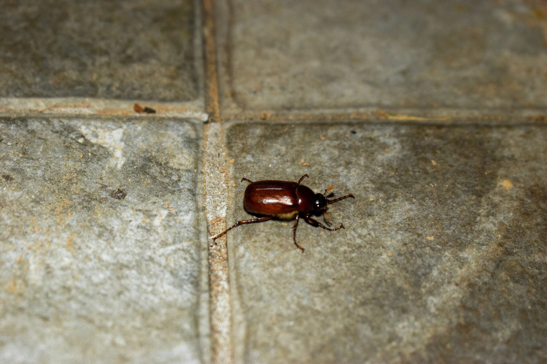 June bugs swarm Houston in spring invasion