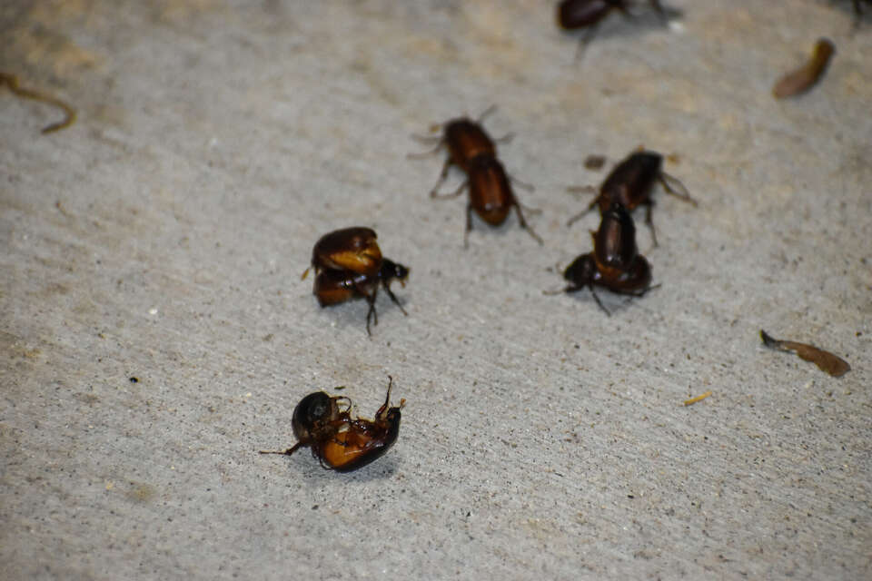 June bugs swarm Houston in spring invasion