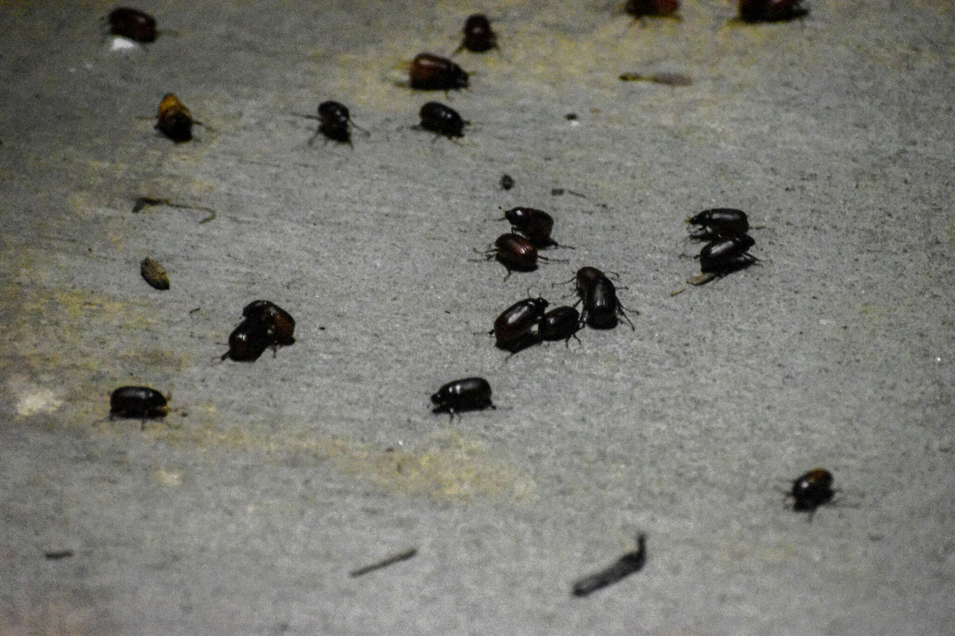 June bugs swarm Houston in spring invasion