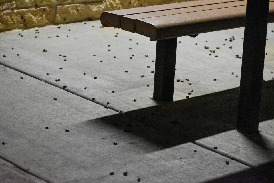 June bugs swarm Houston in spring invasion