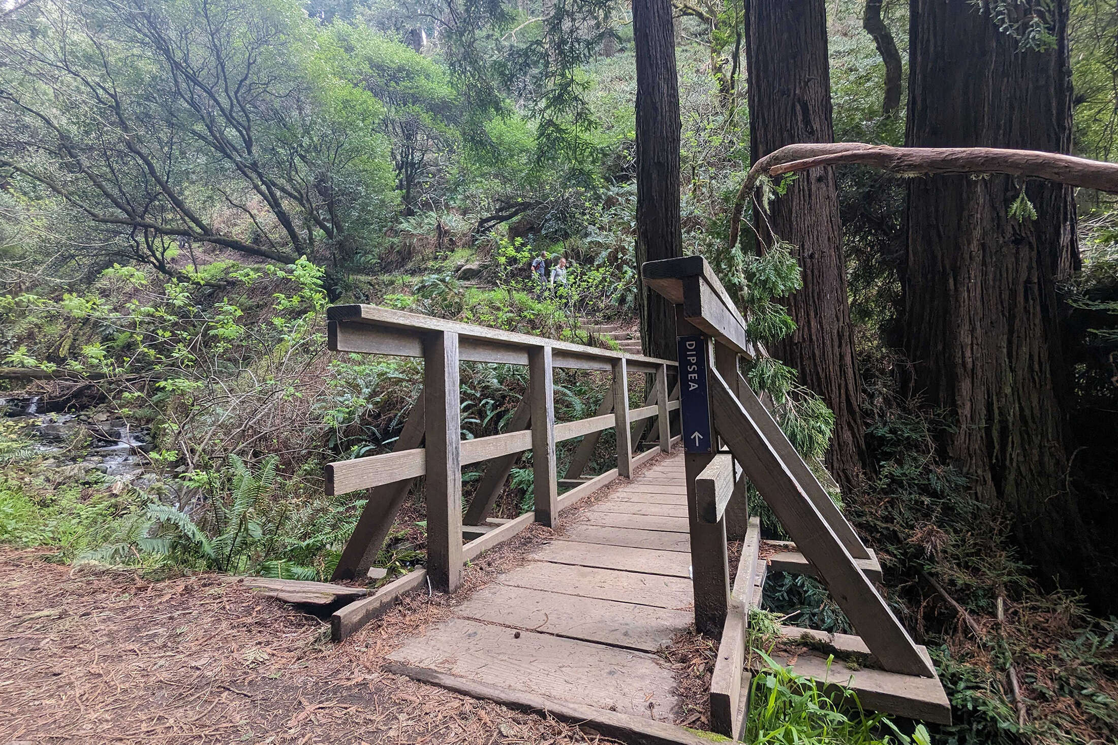Bay Area hike ends with climbing redwood ladder over a waterfall