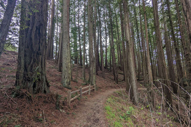 Bay Area hike ends with climbing redwood ladder over a waterfall