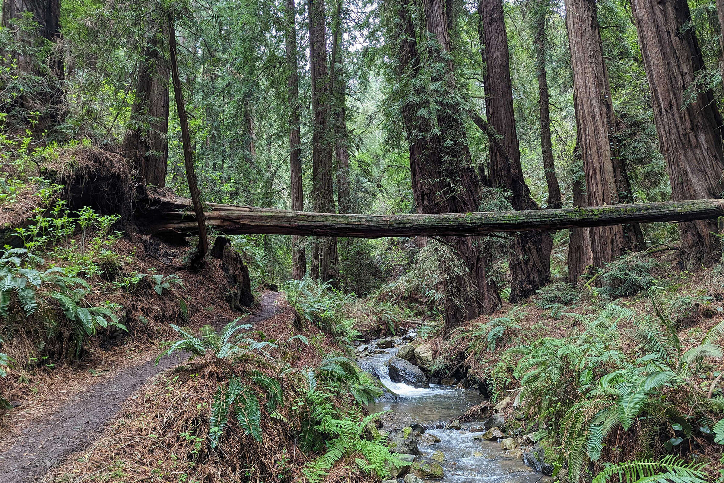 Bay Area hike ends with climbing redwood ladder over a waterfall