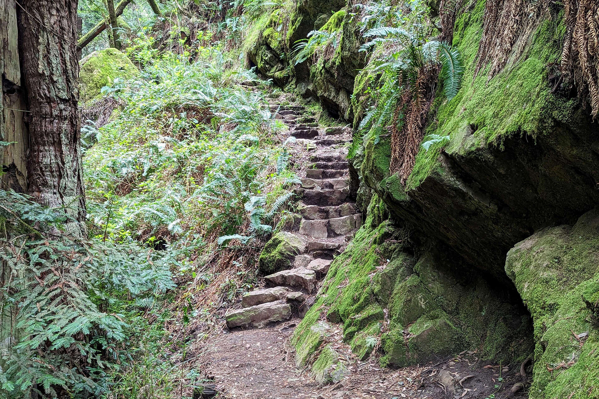 Bay Area hike ends with climbing redwood ladder over a waterfall