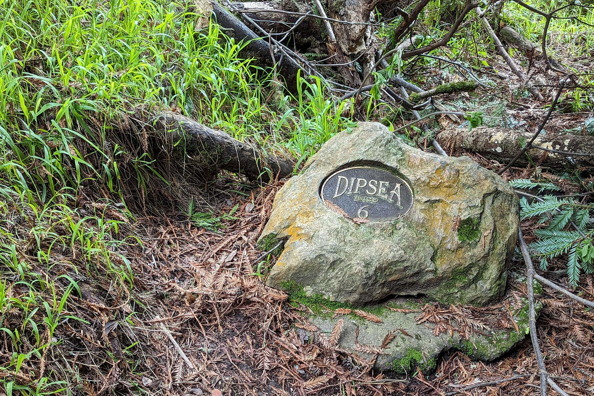 Bay Area hike ends with climbing redwood ladder over a waterfall