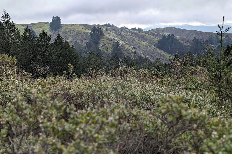 Bay Area hike ends with climbing redwood ladder over a waterfall