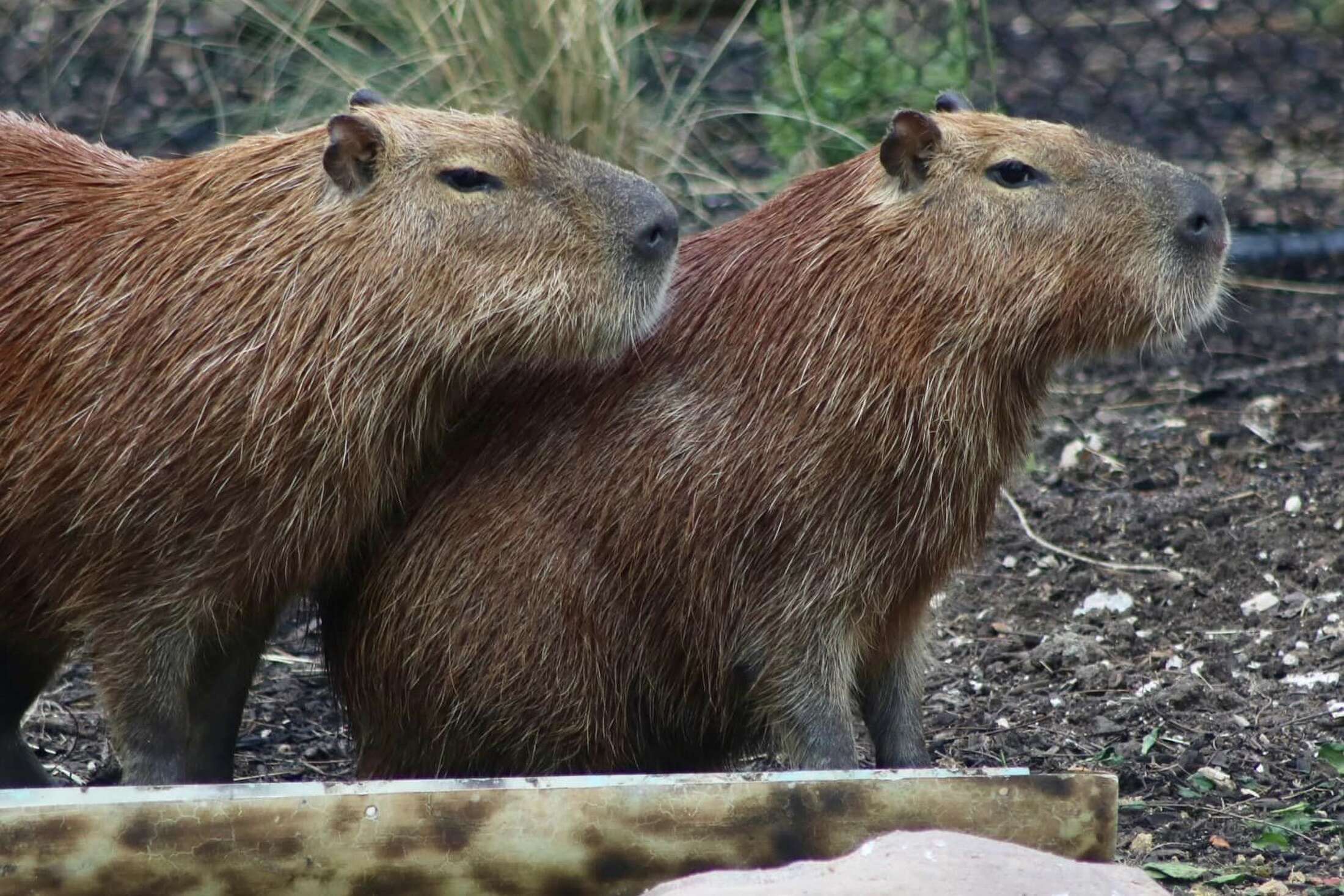 San Antonio Zoo: Anteaters to live with capybara newcomers