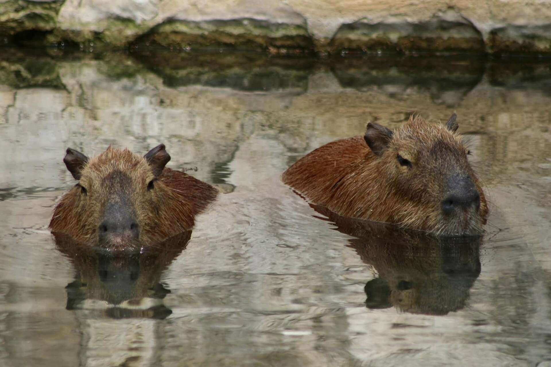 San Antonio Zoo: Anteaters to live with capybara newcomers