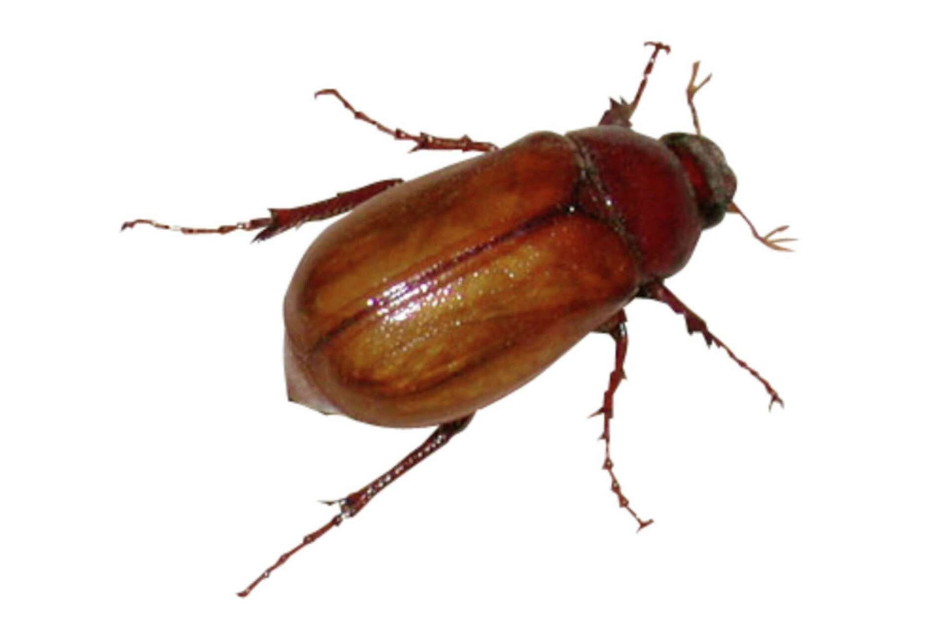 Why are there so many june bugs in Houston?