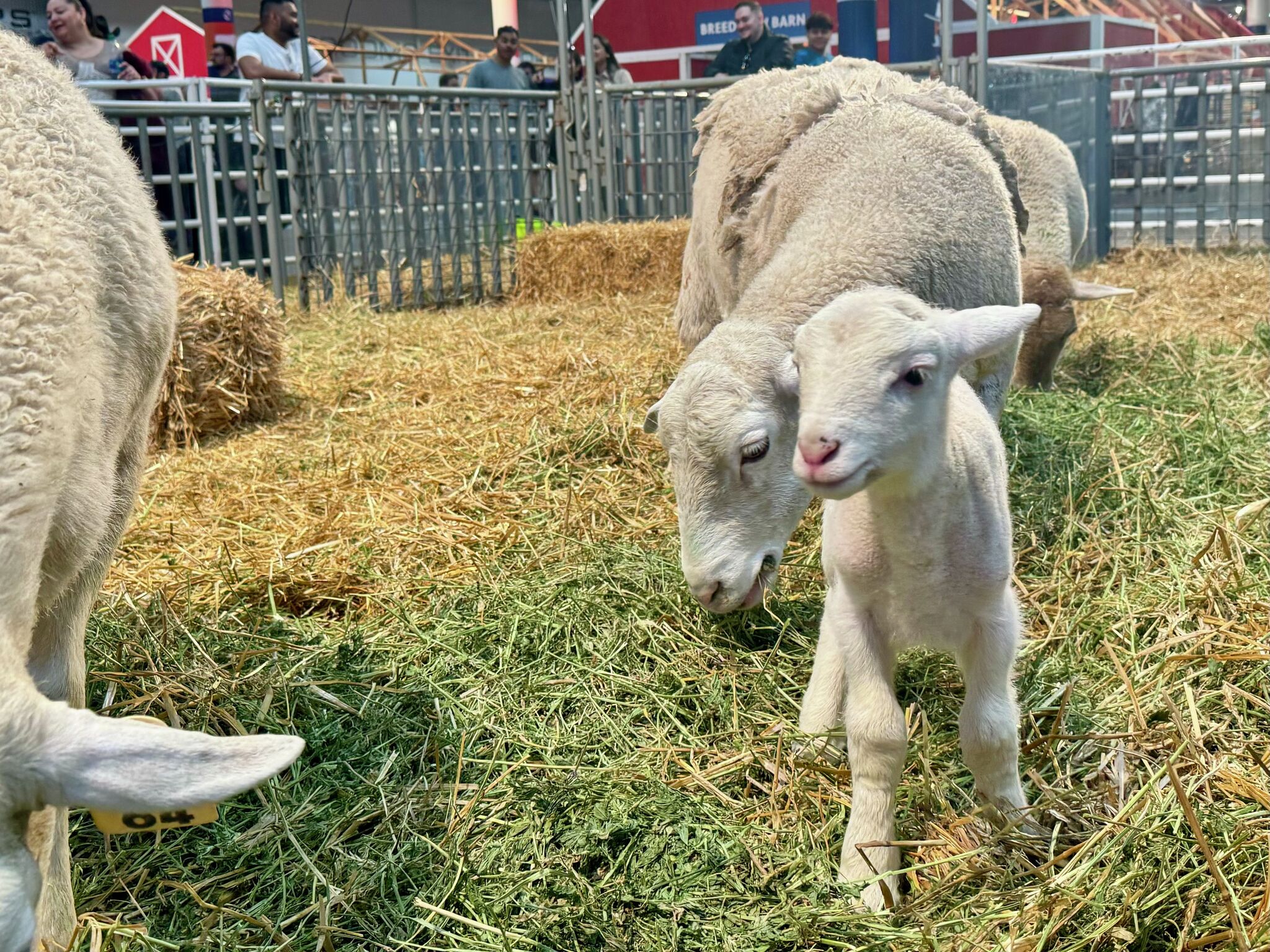 All the cute things to see at RodeoHouston