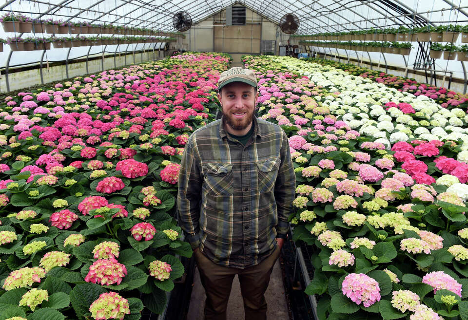 With 500,000 flower bulbs Cheshire nurseries ready for spring, Easter