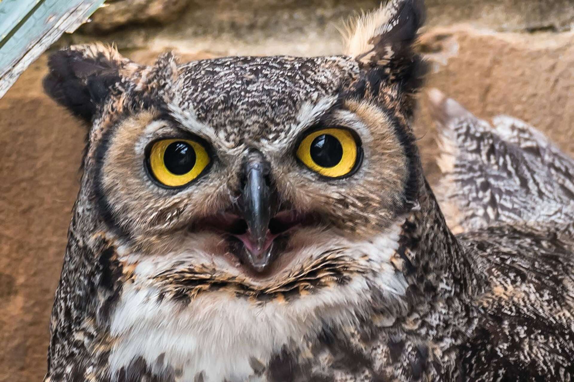 You can now watch Texas' most famous owl whenever your want