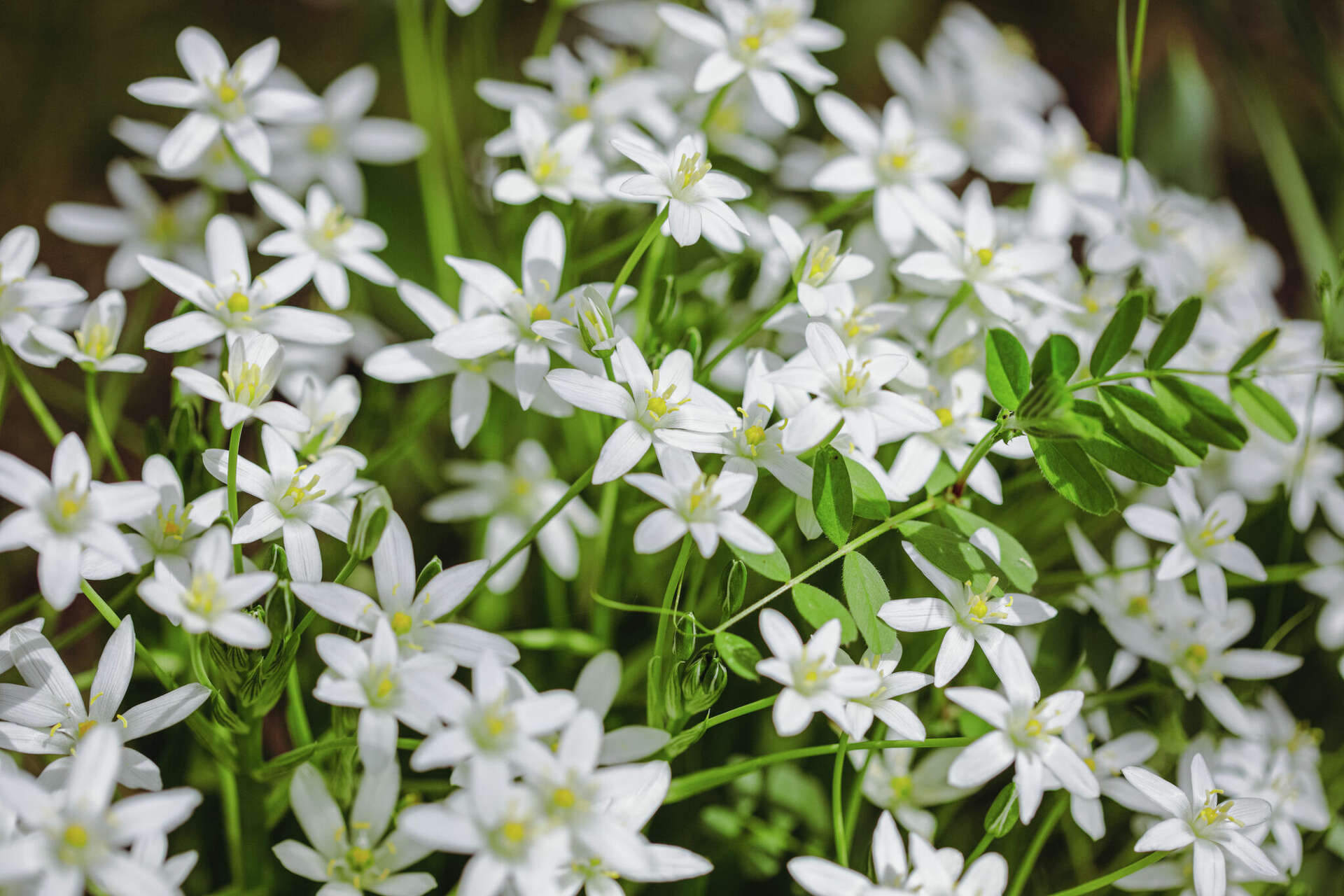 Care & Maintenance of the Fairy Lily