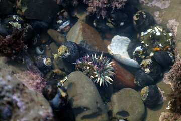 California’s largest exposed shale reef: How to visit responsibly