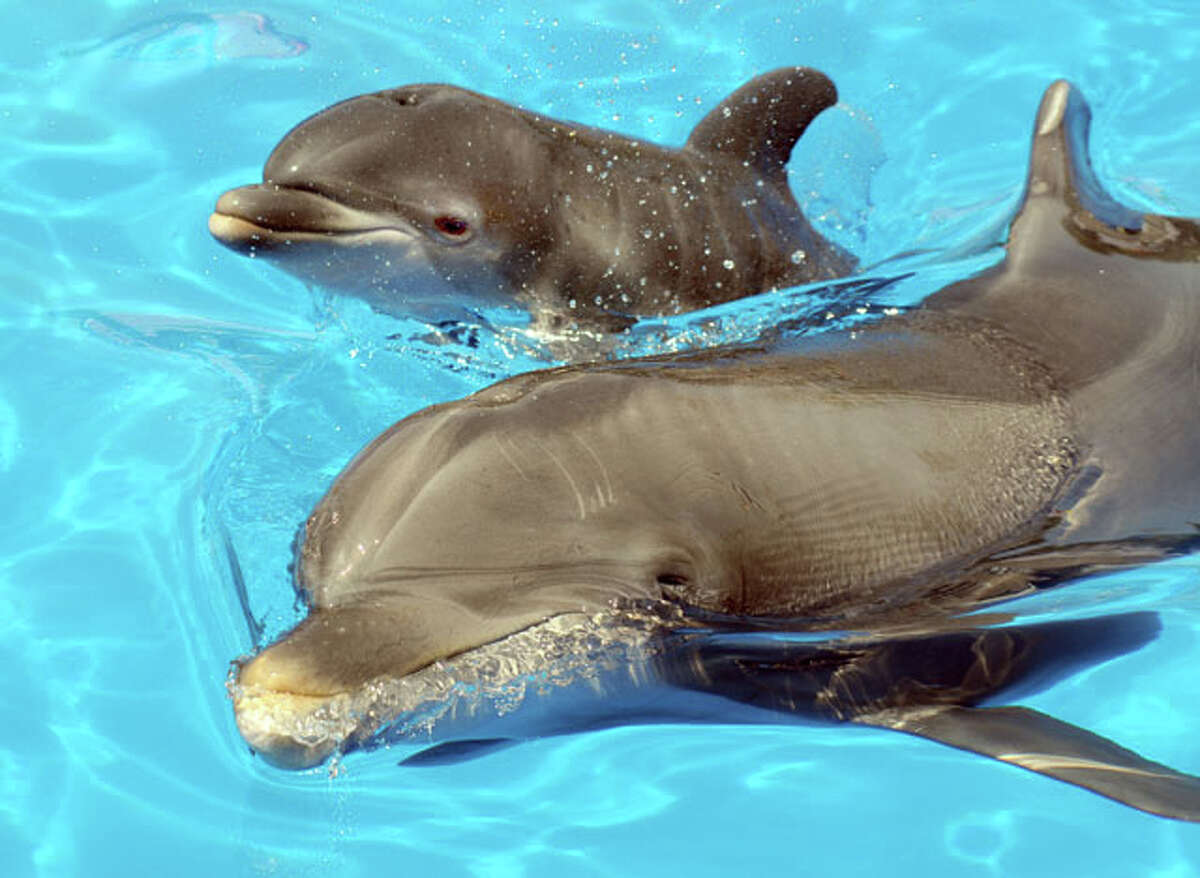 Animal mothers welcome their young