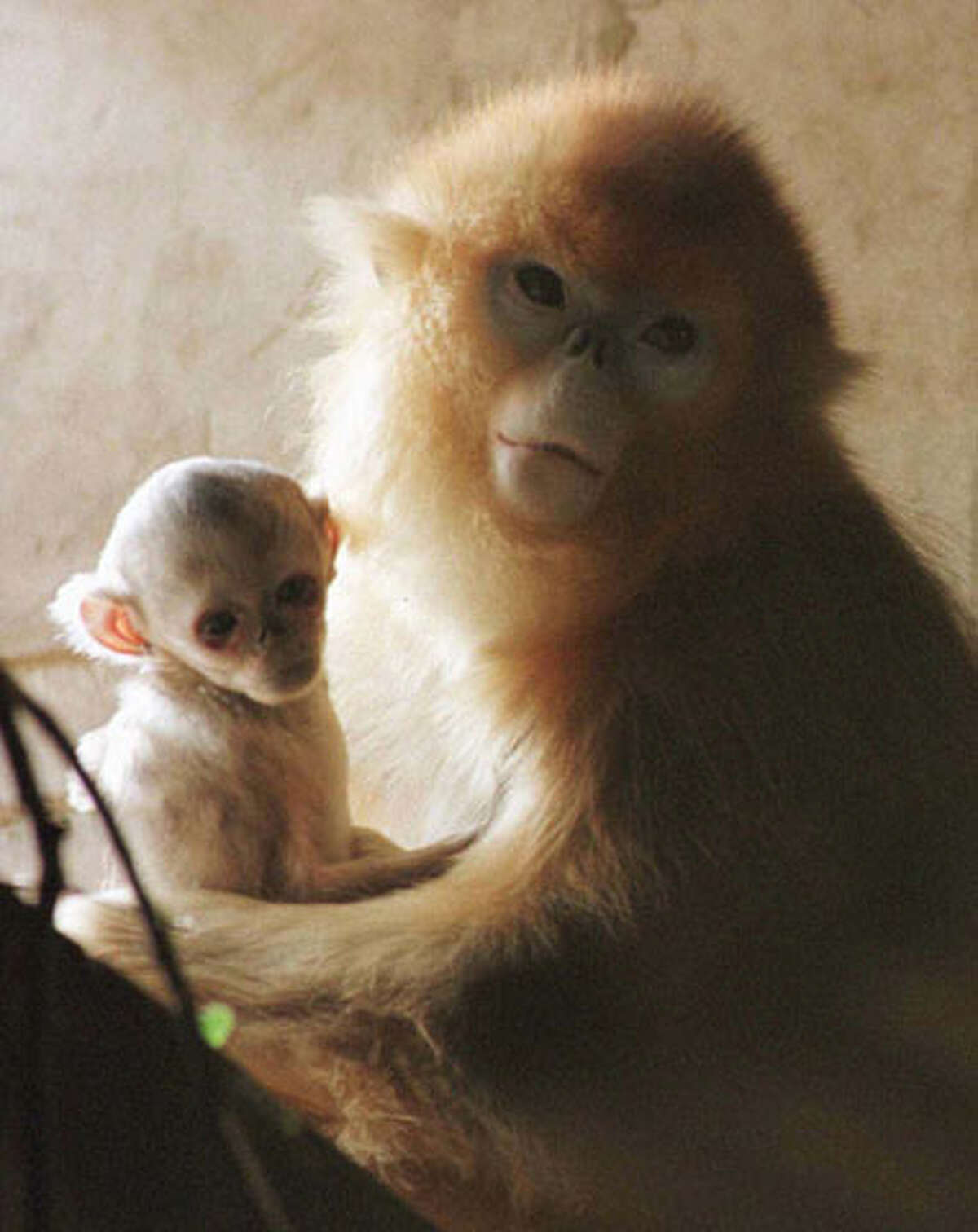 Animal mothers welcome their young