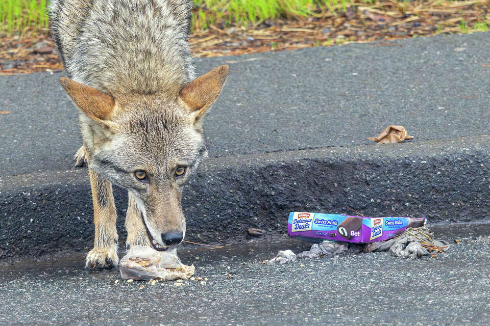 New study shows what urban coyotes are really eating in San Francisco