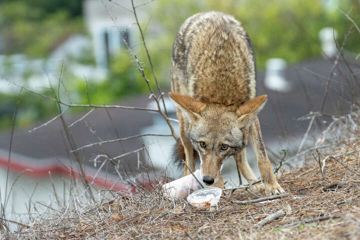 New study shows what urban coyotes are really eating in San Francisco
