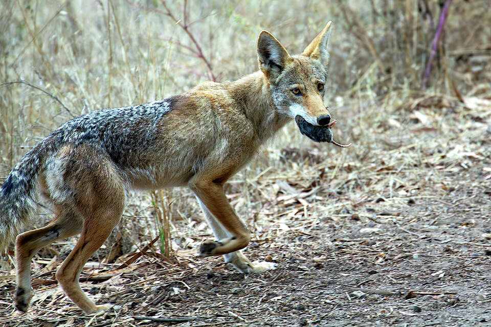 New study shows what urban coyotes are really eating in San Francisco