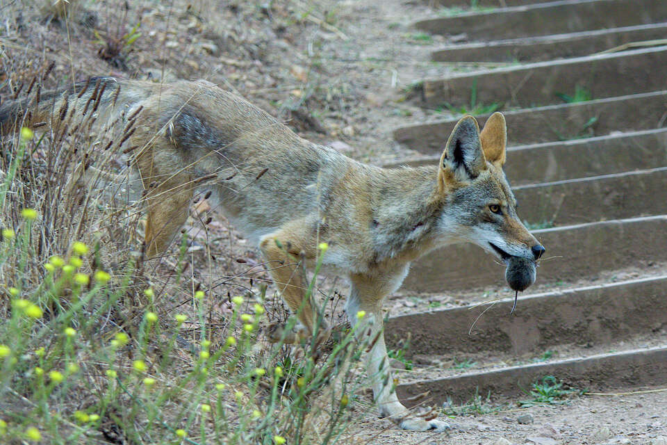 New study shows what urban coyotes are really eating in San Francisco