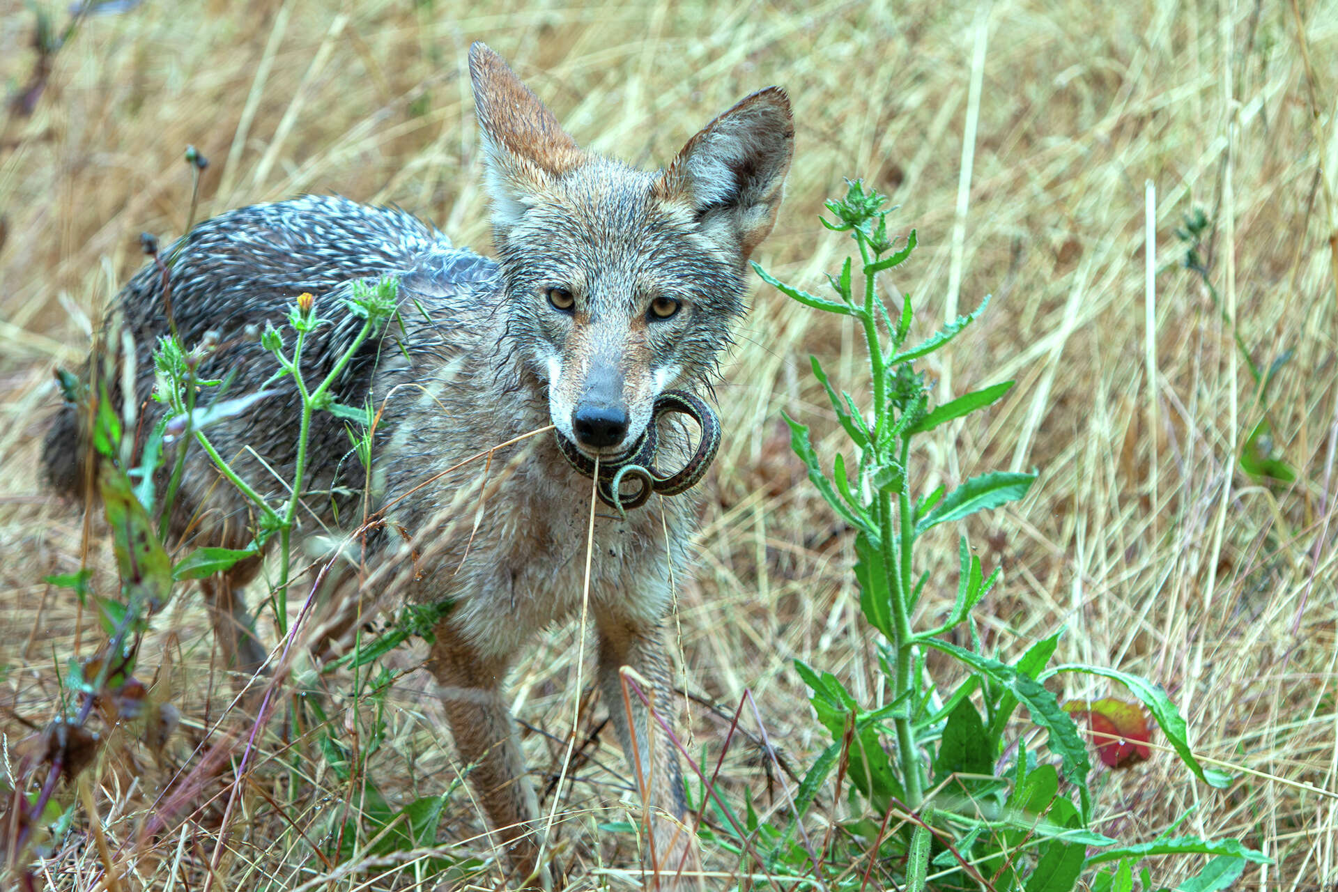 New study shows what urban coyotes are really eating in San Francisco