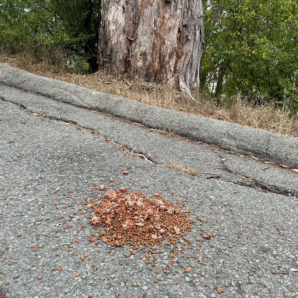 New study shows what urban coyotes are really eating in San Francisco