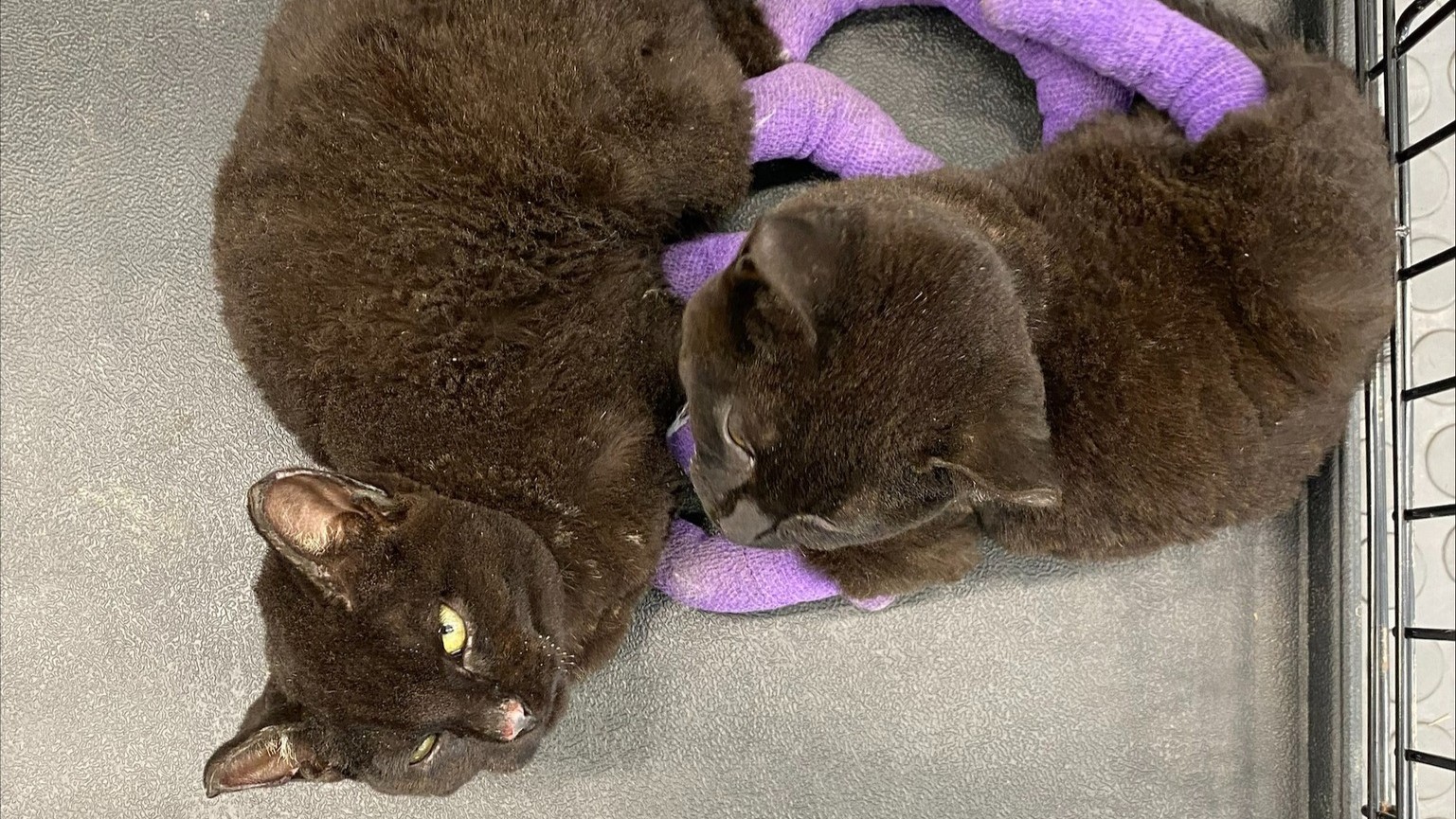 Kittens rescued from Smokehouse Creek Fire by Texas game warden