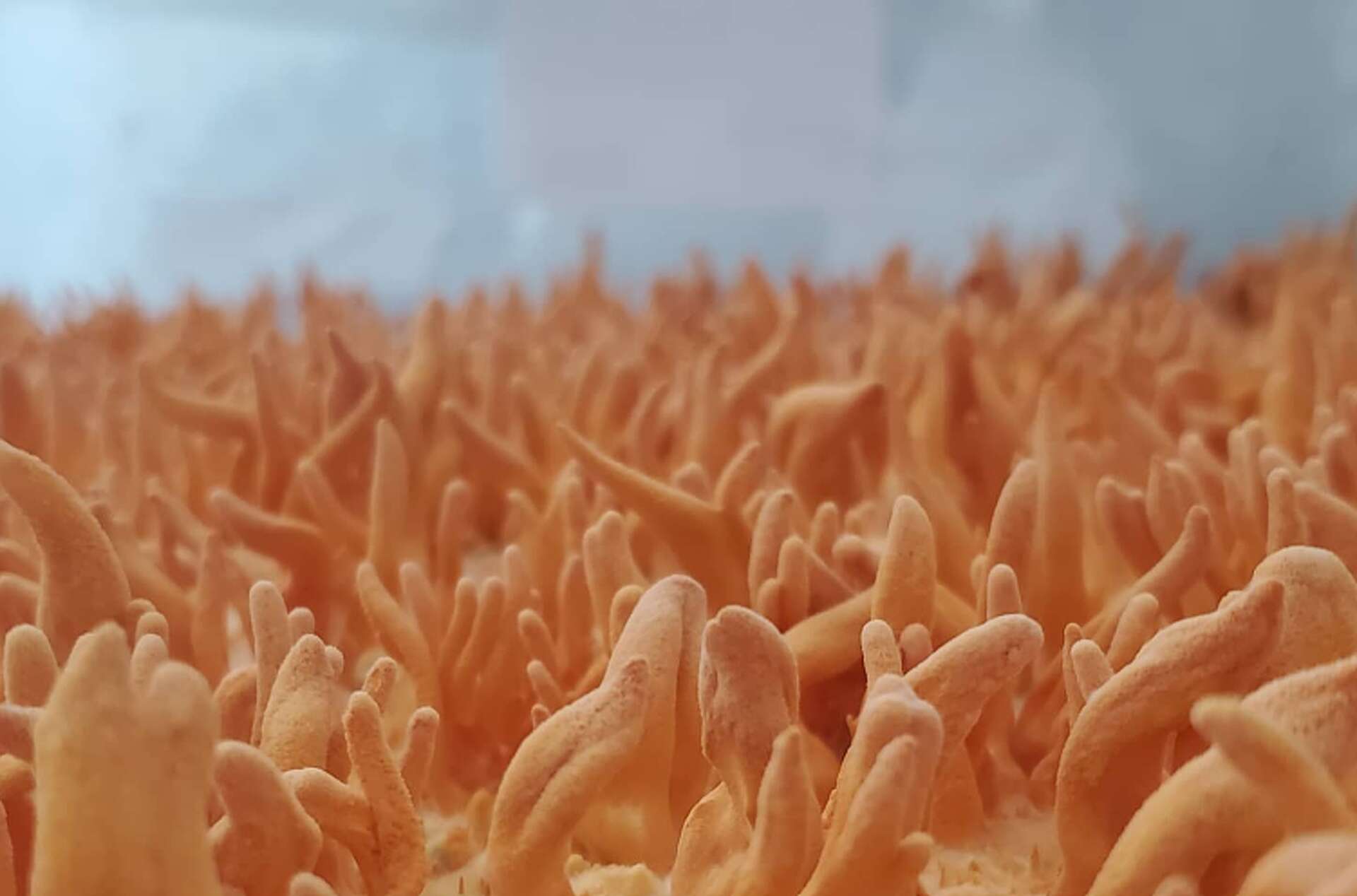 How Houston's fresh mushrooms make it from farm to table