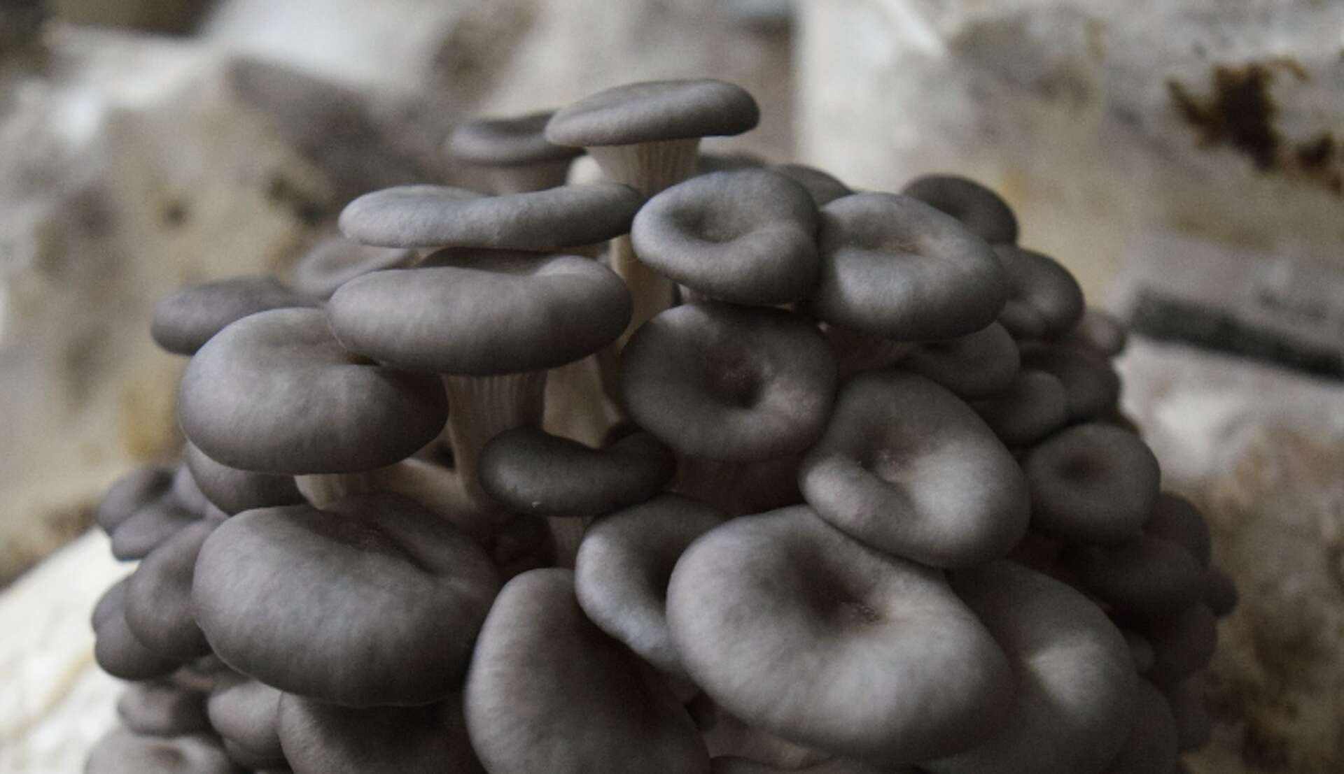 How Houston's fresh mushrooms make it from farm to table
