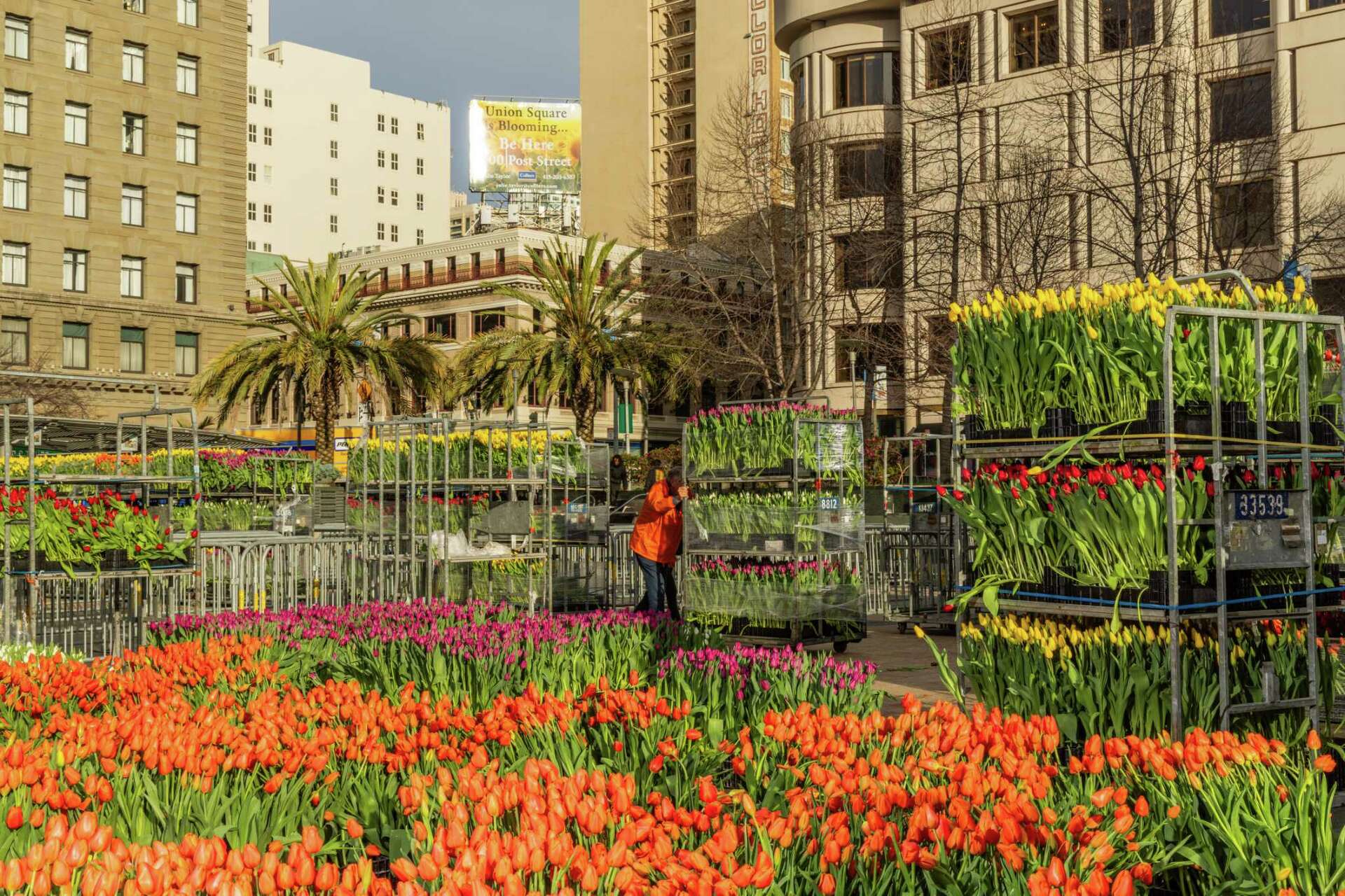 SF Tulip Day blooms as thousands wait hours for pick of free flowers