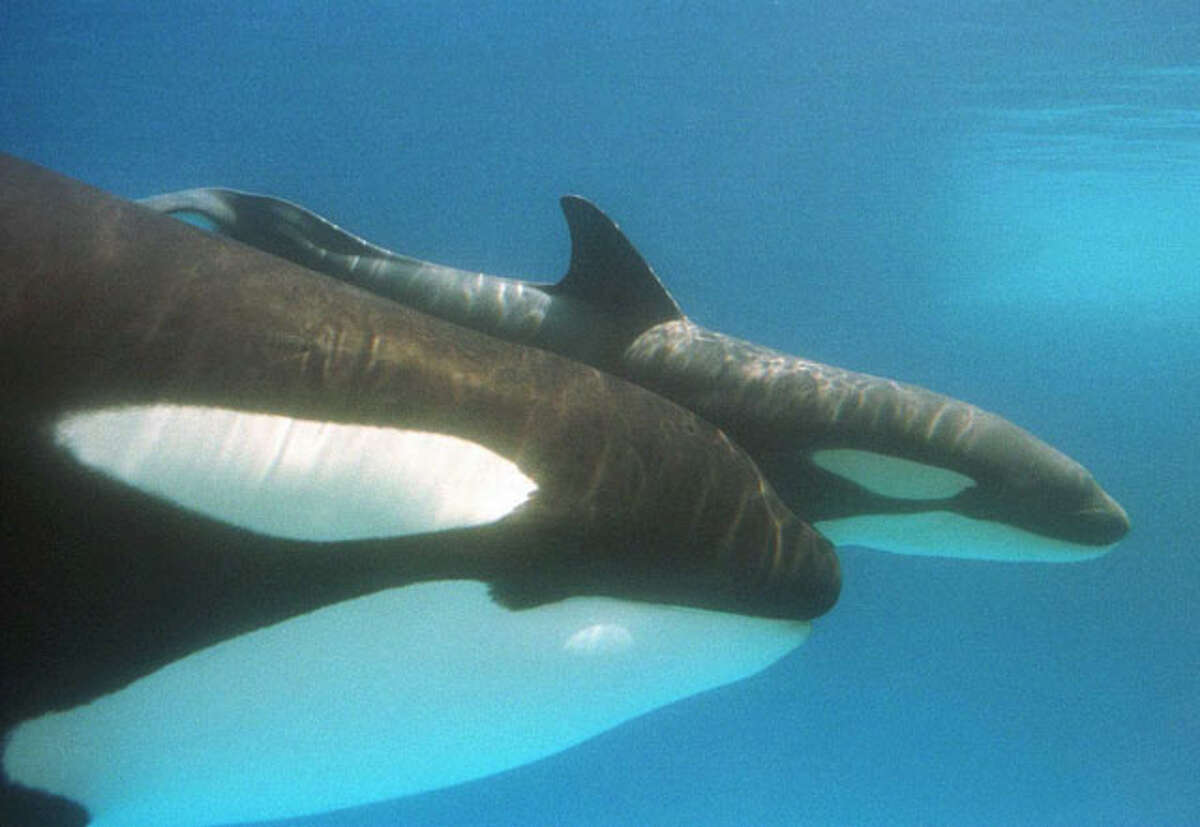 Animal mothers welcome their young